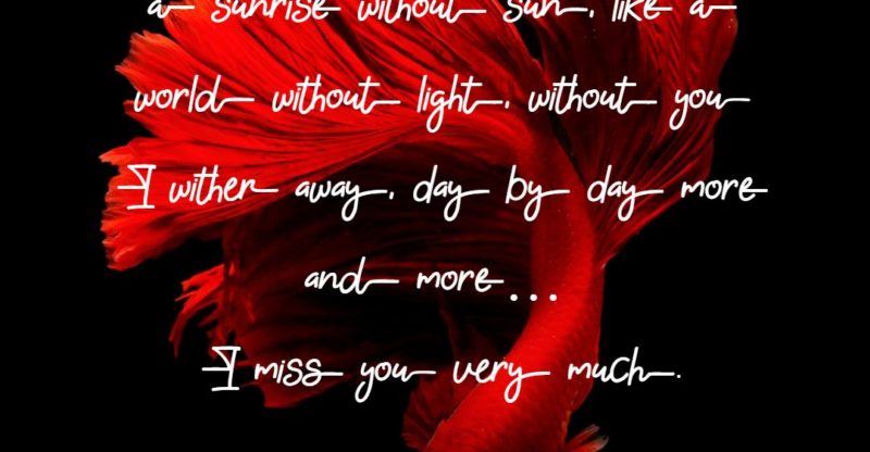 55 Romantic Missing You Message to My Love - All Love Messages